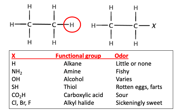 Ester Functional Group Examples